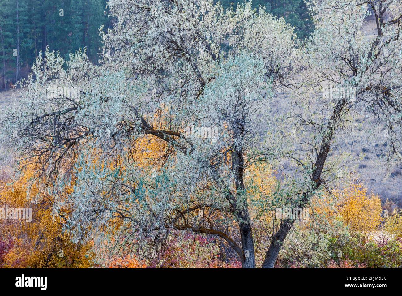 USA, Washington State. Fall color around Pearrygin Lake State Park near ...