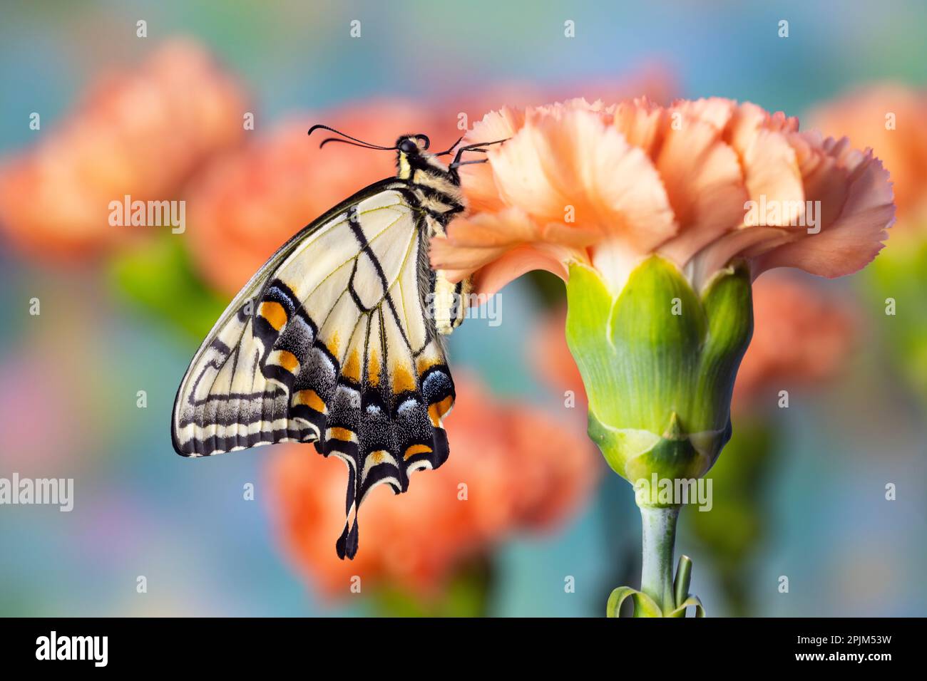 USA, Washington State, Sammamish. Eastern tiger swallowtail butterfly ...