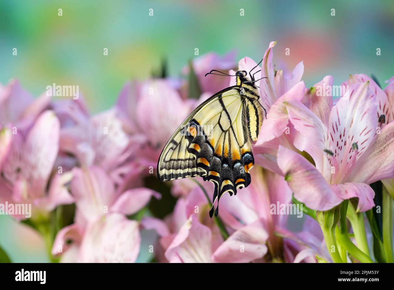 USA, Washington State, Sammamish. Eastern tiger swallowtail butterfly ...