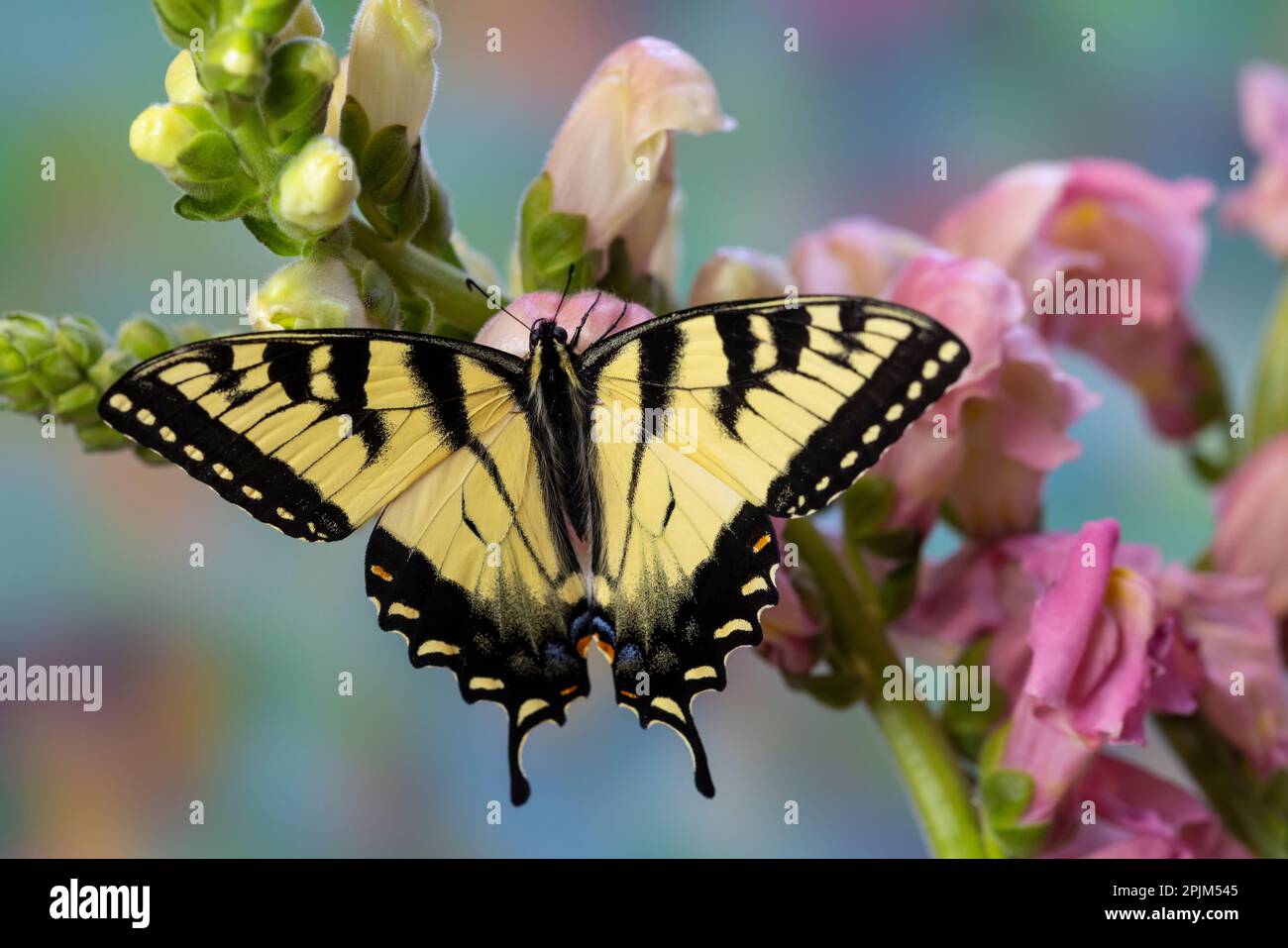 Male eastern tiger swallowtail butterfly hi-res stock photography and ...