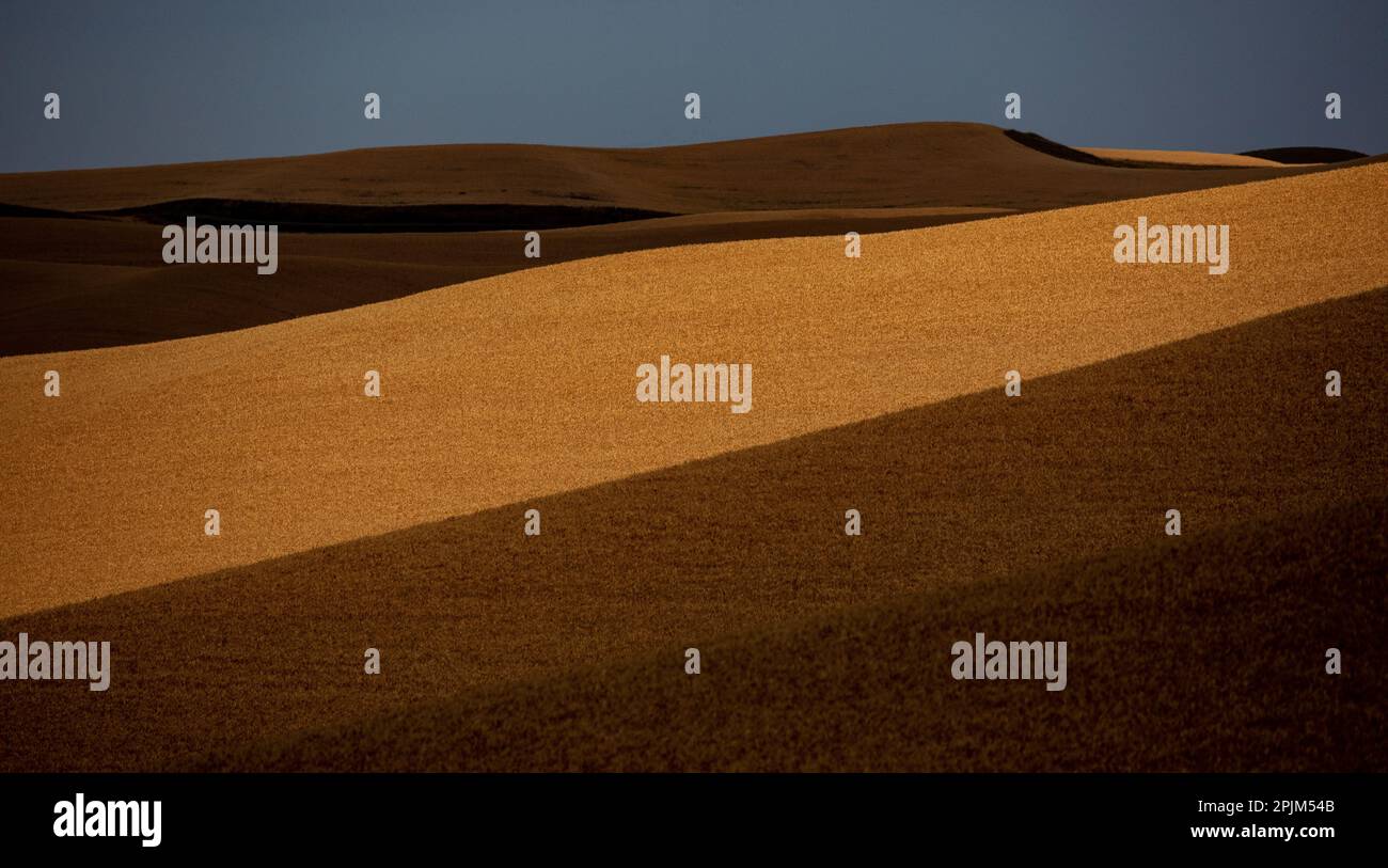 USA, Washington State, Palouse cut wheat and fallow fields Stock Photo ...
