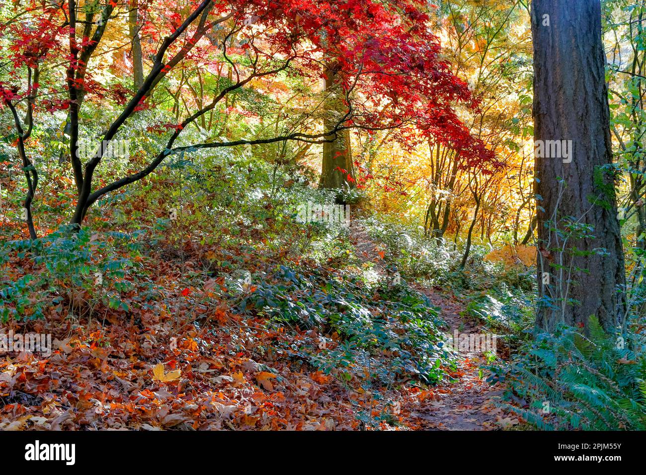 USA, Washington State, Seattle, Washington Arboretum with fall color on ...
