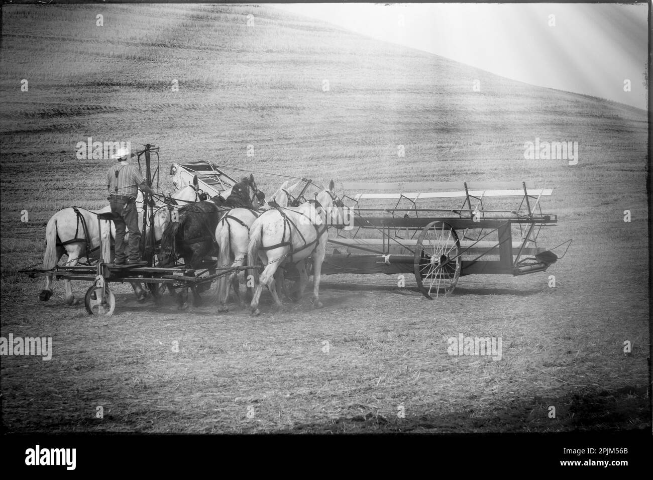 USA, Washington State, Whitman County, Palouse. Harvesting wheat. Old ...