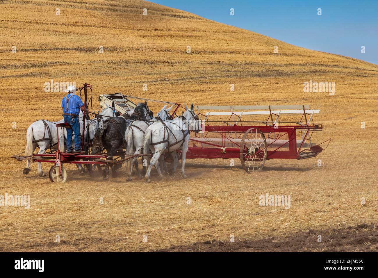 USA, Washington State, Whitman County, Palouse. Harvesting wheat. Old ...