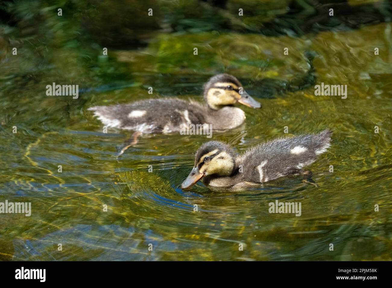 Seattle, Washington State, USA. Two wild Mallard ducklings swimming in ...