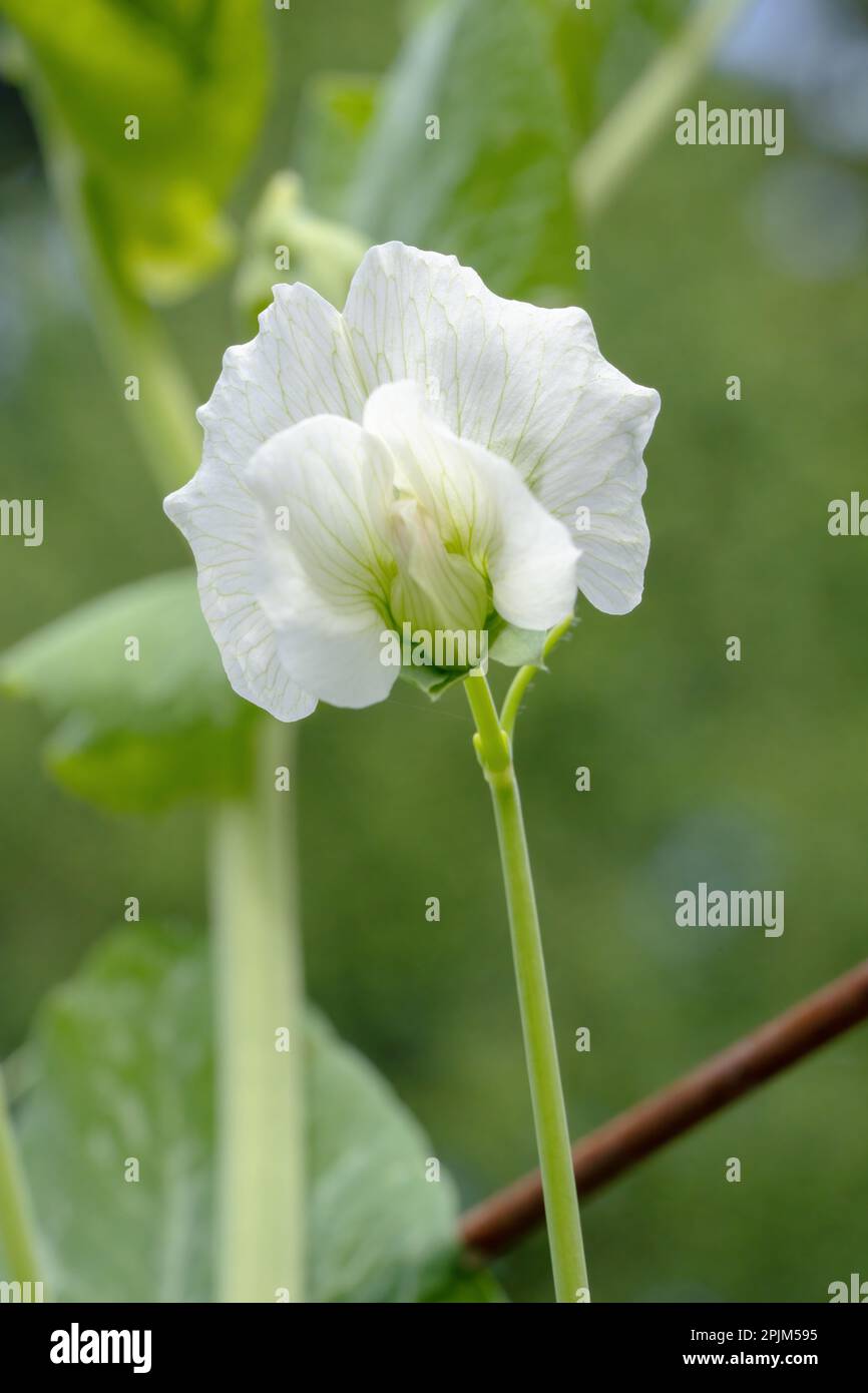 Issaquah, Washington State, USA. Sugar Snap Pea plant blossom Stock ...