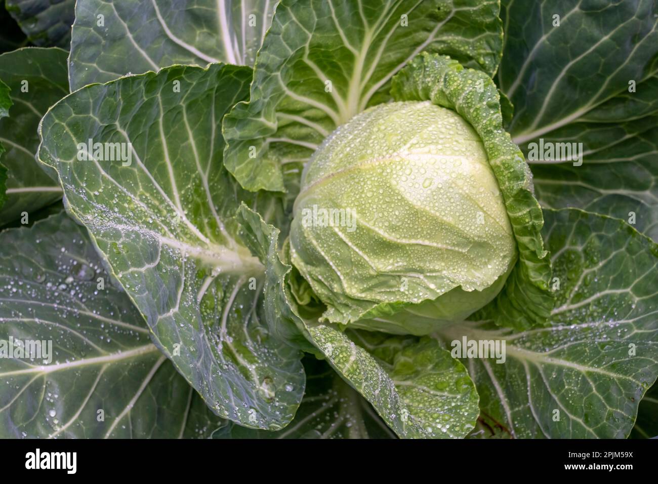 Issaquah, Washington State, USA. Green cabbage plant ready to harvest ...