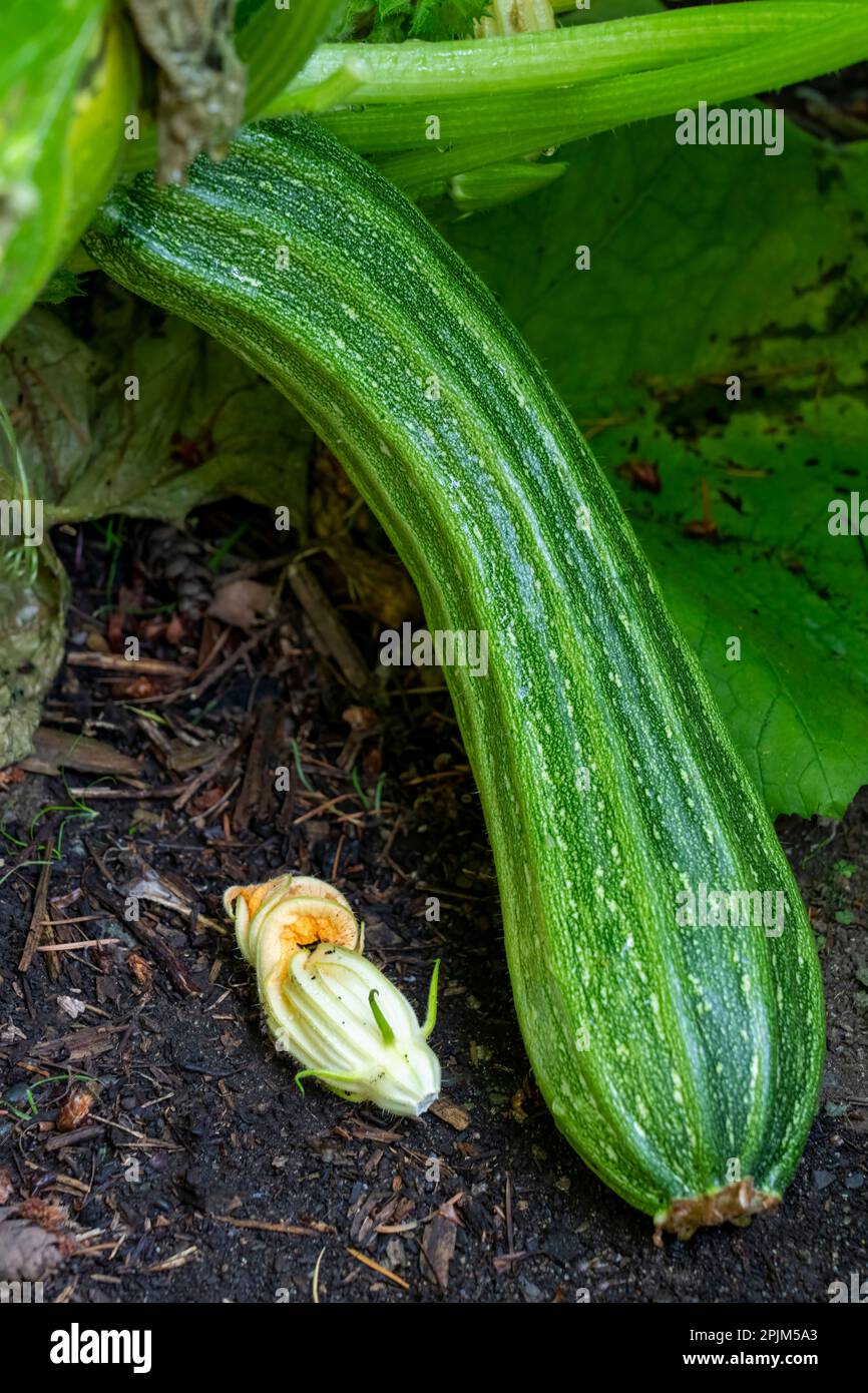 Issaquah, Washington State, USA. Costata Romanesco squash has stripes ...