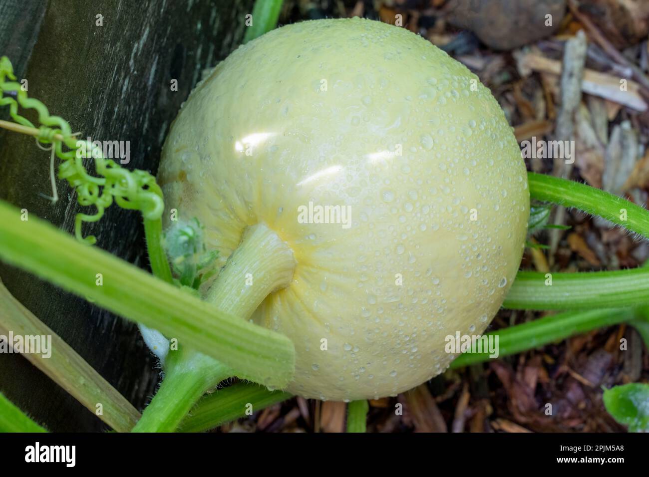 Issaquah, Washington State, USA. One Ball Squash plant Stock Photo - Alamy
