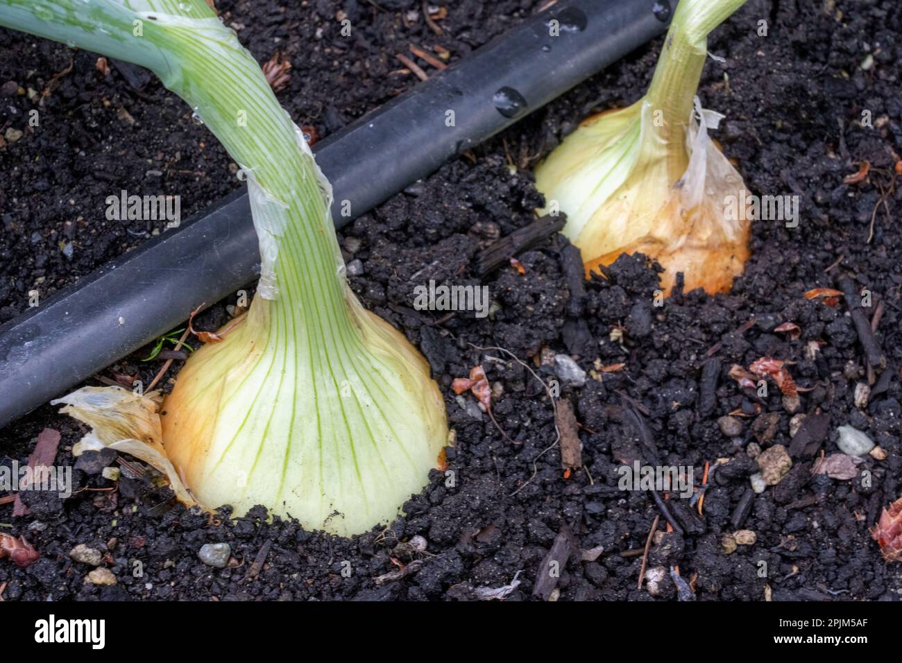 Issaquah, Washington State, USA. Yellow onion plant, ready to harvest ...