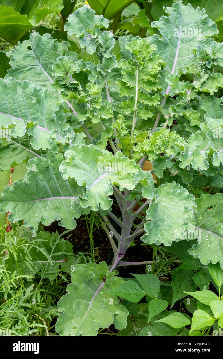 Issaquah, Washington State, USA. Red Russian kale plants in front and ...