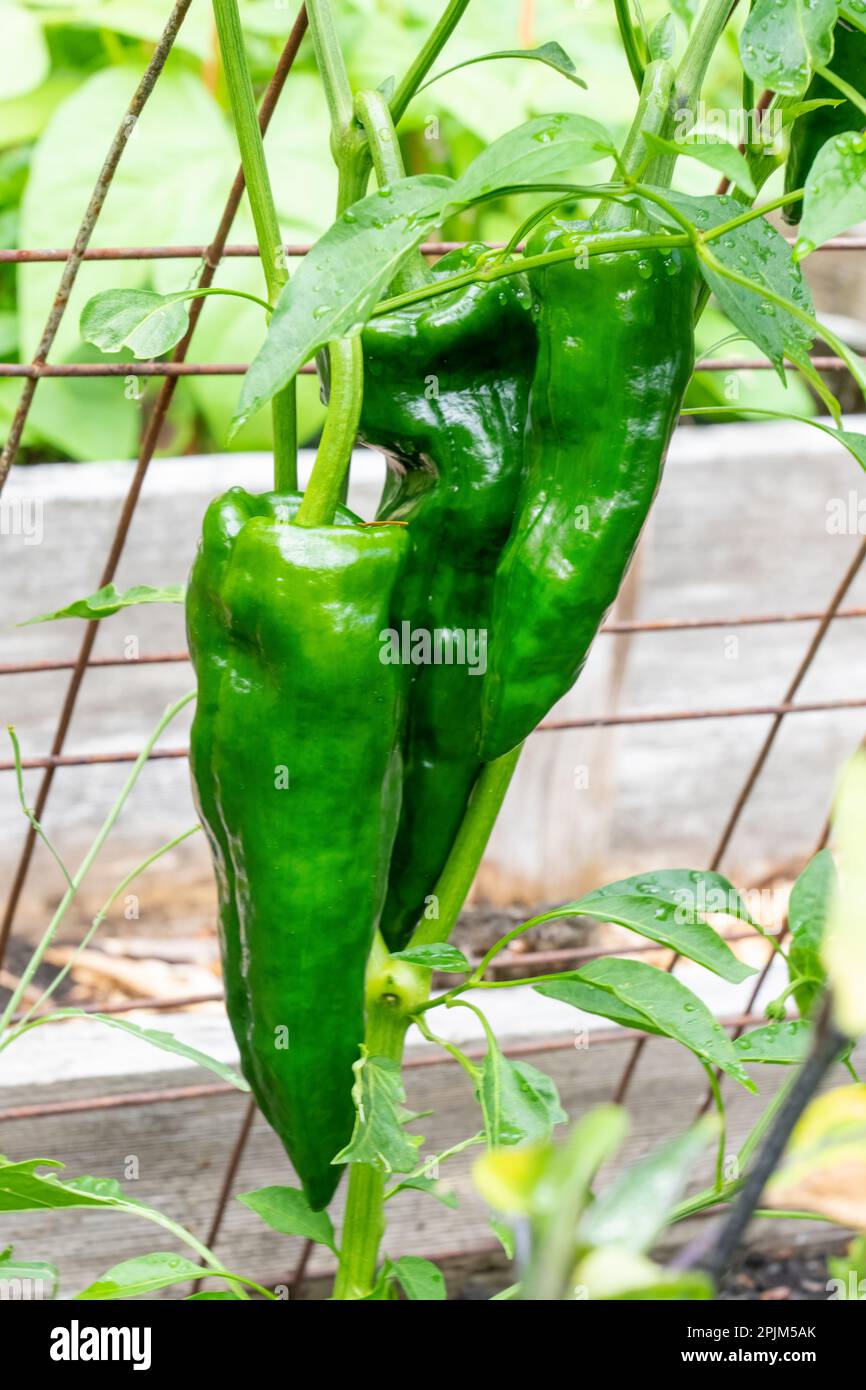 Issaquah, Washington State, USA. Poblano pepper plant, a mild chili ...