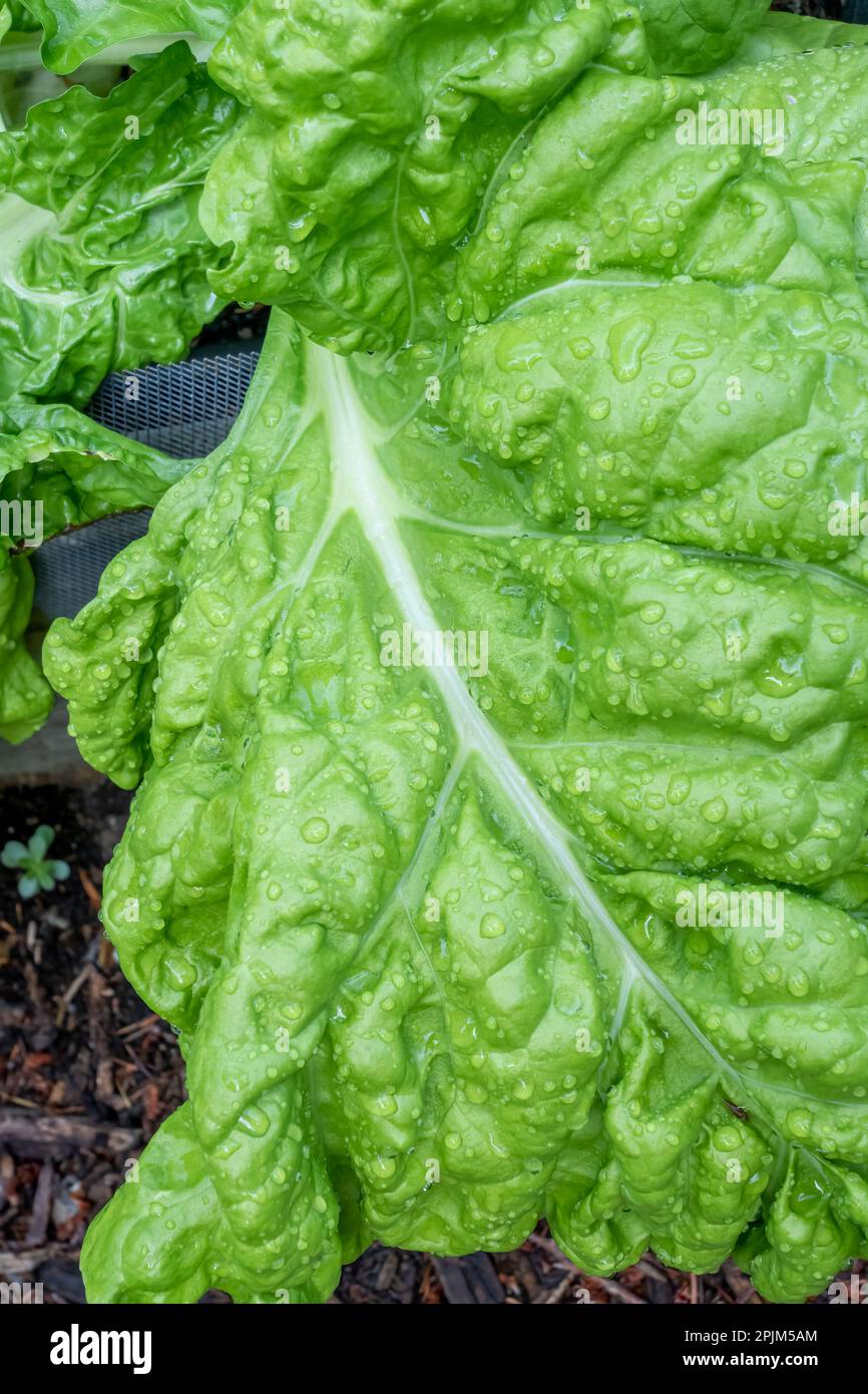 Issaquah, Washington State, USA. Fordhook giant Swiss chard plant Stock ...