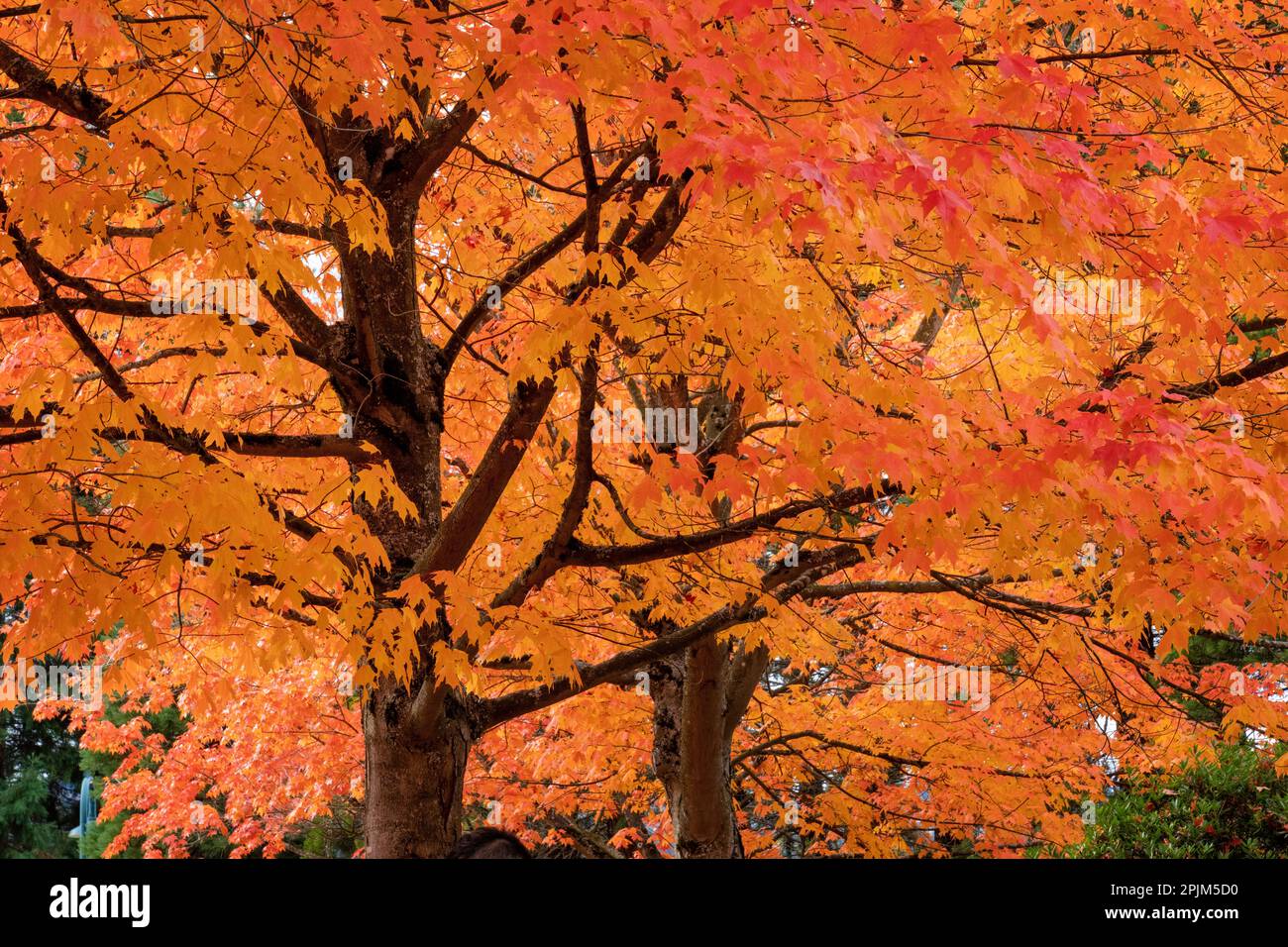 Renton, Washington State, USA. Colorful red maple trees in Autumn in ...