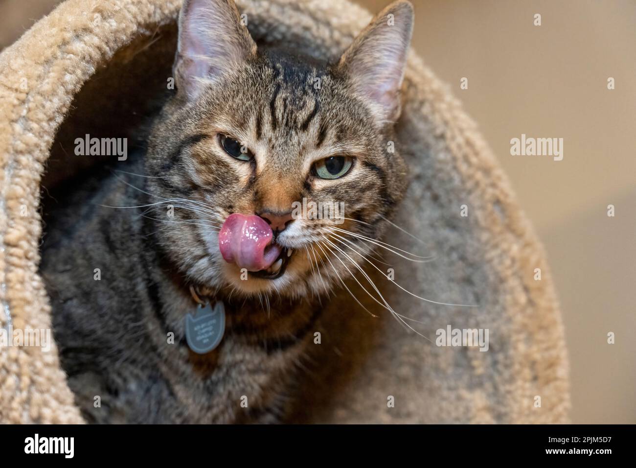 American short haired tabby hi-res stock photography and images - Alamy