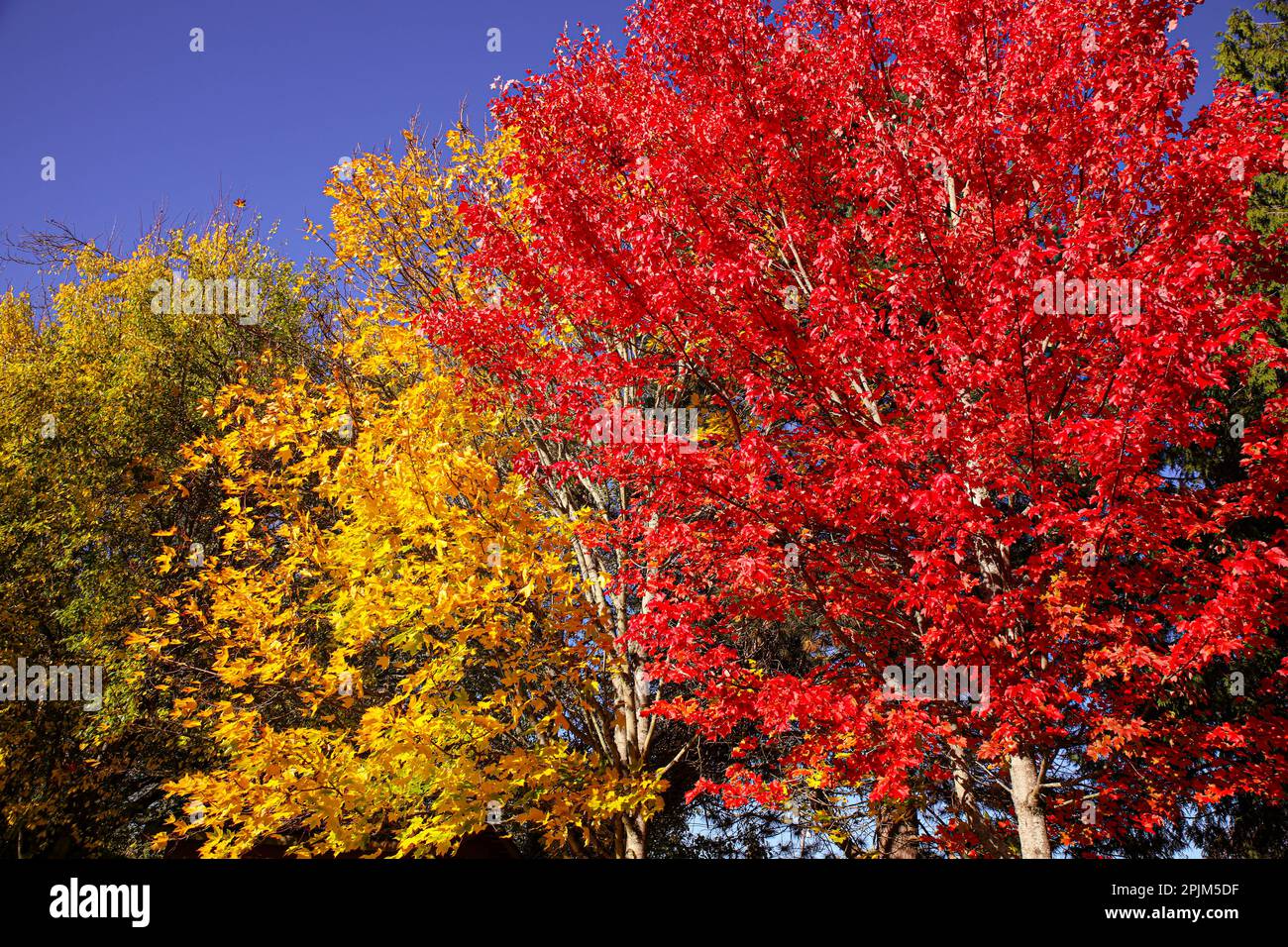 Poulsbo, Washington State, USA. Red and yellow maple and cottonwood ...
