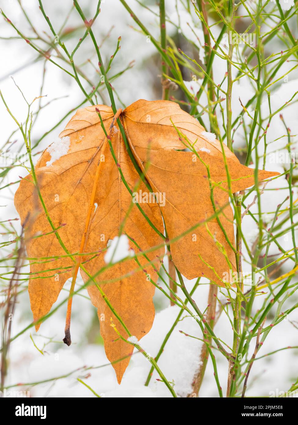 Washington State, big leaf maple leaf and vines Stock Photo - Alamy