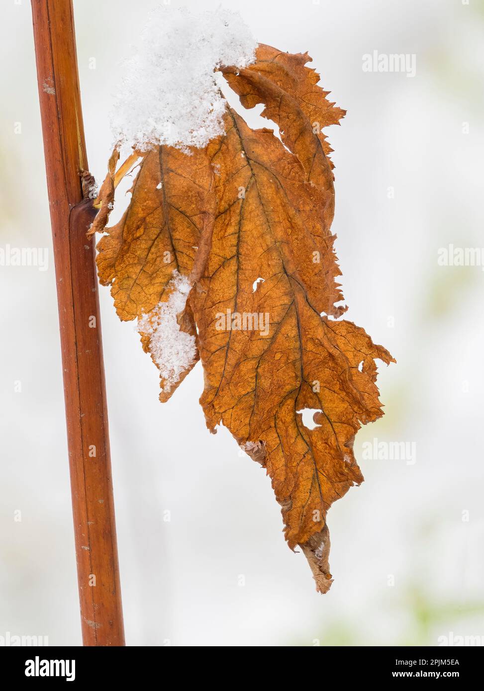 Washington State, big leaf maple leaf with snow Stock Photo - Alamy
