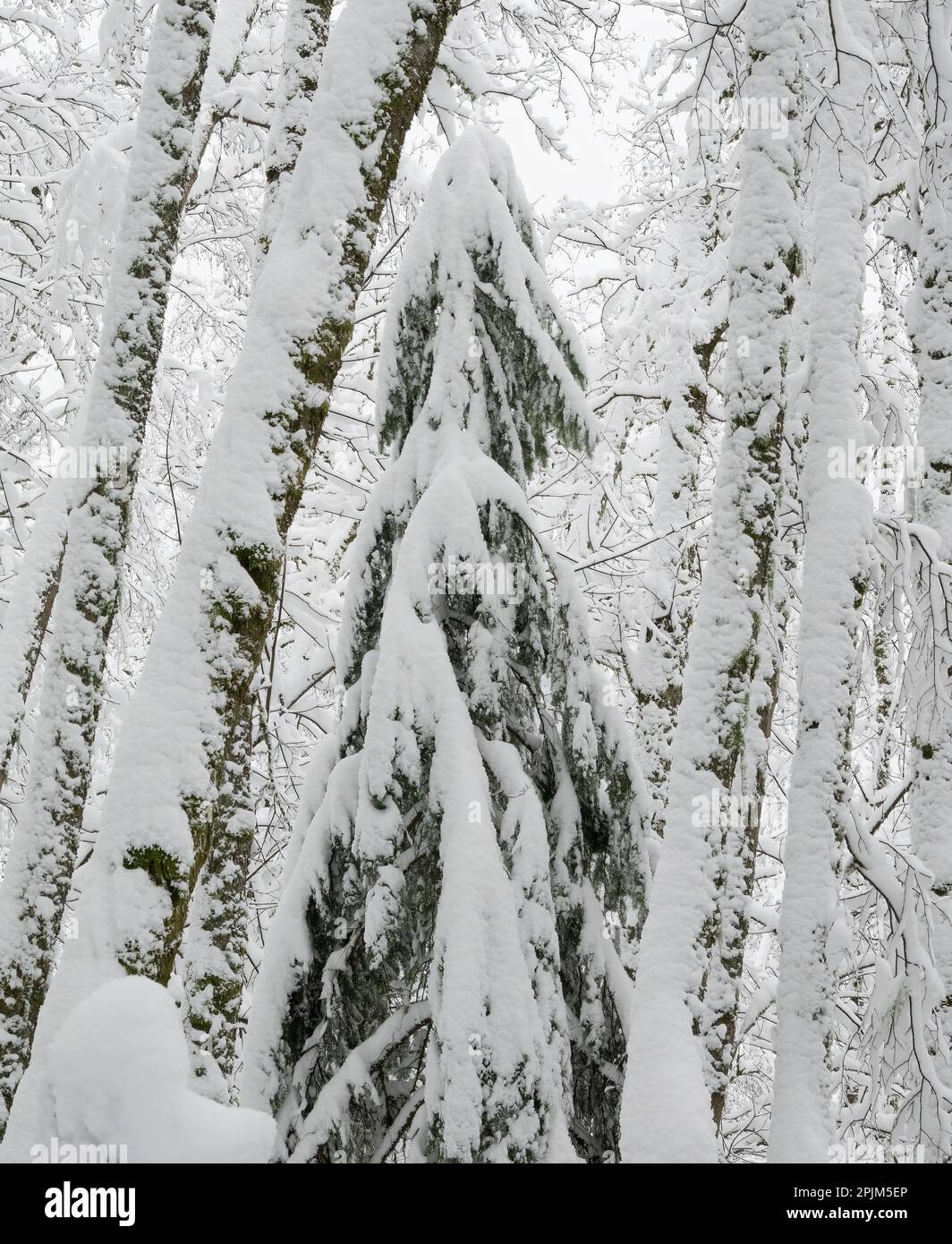Washington State, Tiger Mountain State Forest. Snow covered trees Stock ...