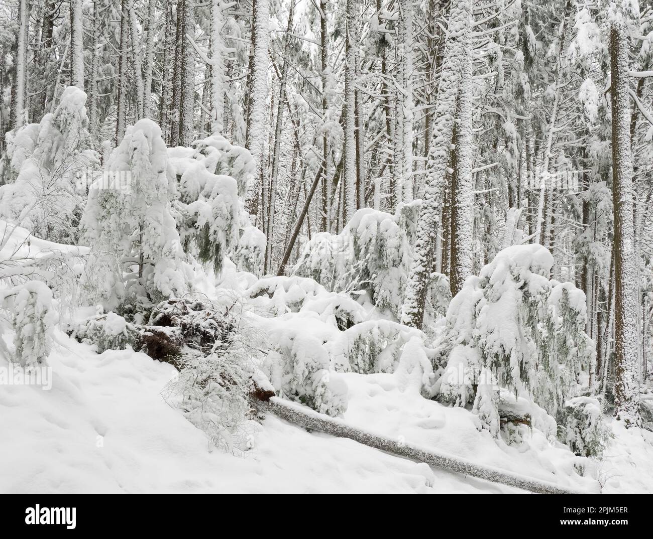 Washington State, Tiger Mountain State Forest. Snow covered trees Stock ...
