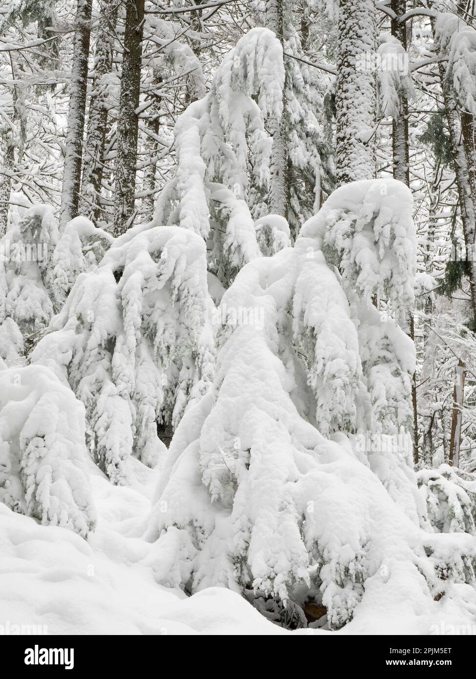 Washington State, Tiger Mountain State Forest. Snow covered trees Stock ...
