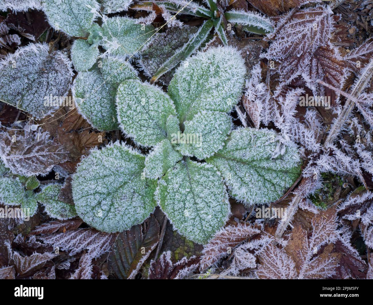 Washington State, Central Cascades. Frost covered dove weed Stock Photo ...