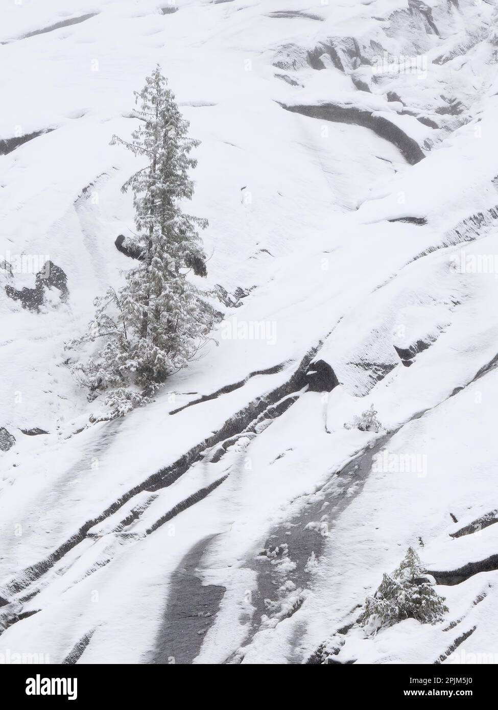 Washington State, Central Cascades. Snow covered fir tree and rock slab ...
