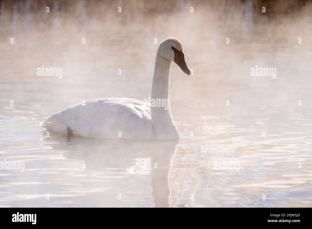 USA, Wyoming, Jackson National Fish Hatchery. Trumpeter swan on foggy ...