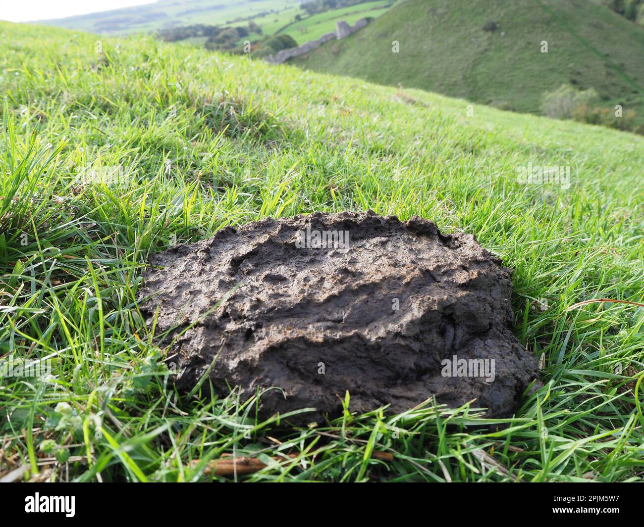 Cow pat in field hi-res stock photography and images - Alamy