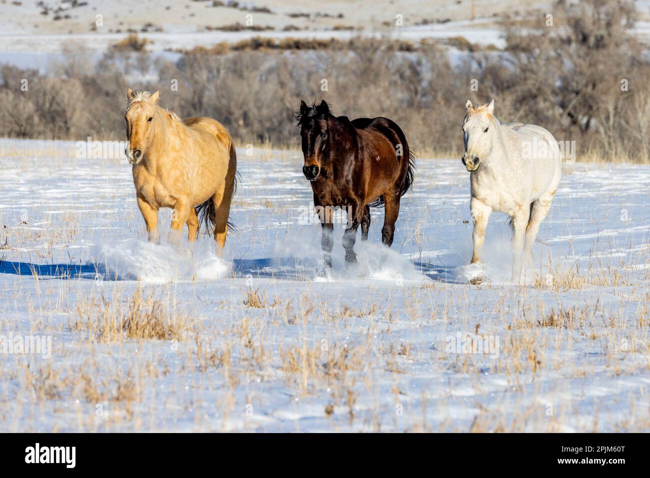 Gold pr hi-res stock photography and images - Alamy