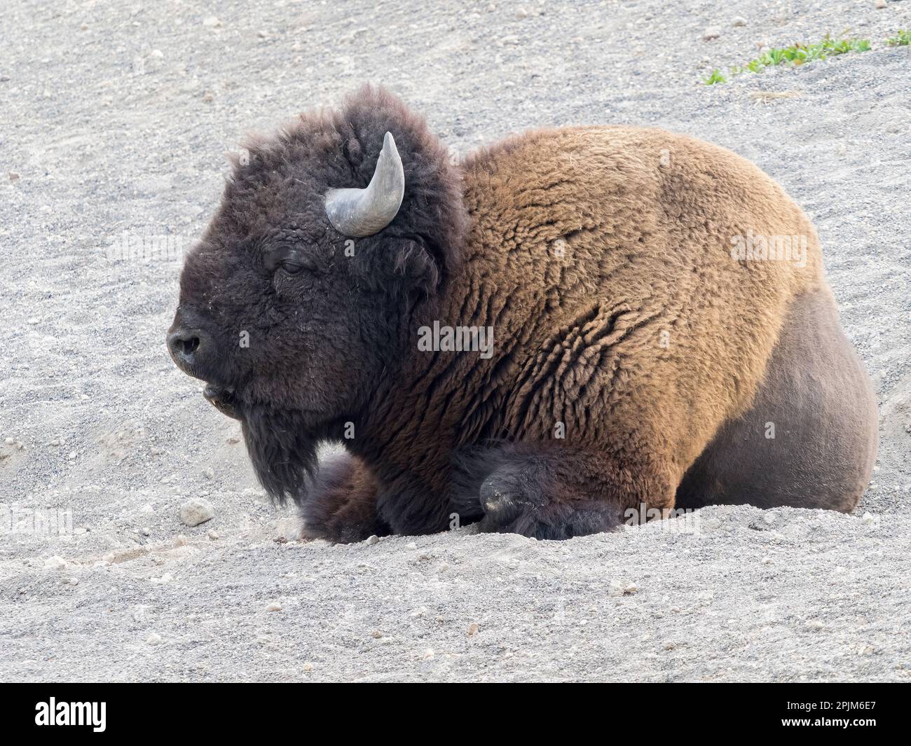 Wyoming, Yellowstone National Park. Mature Bull Bison Stock Photo - Alamy