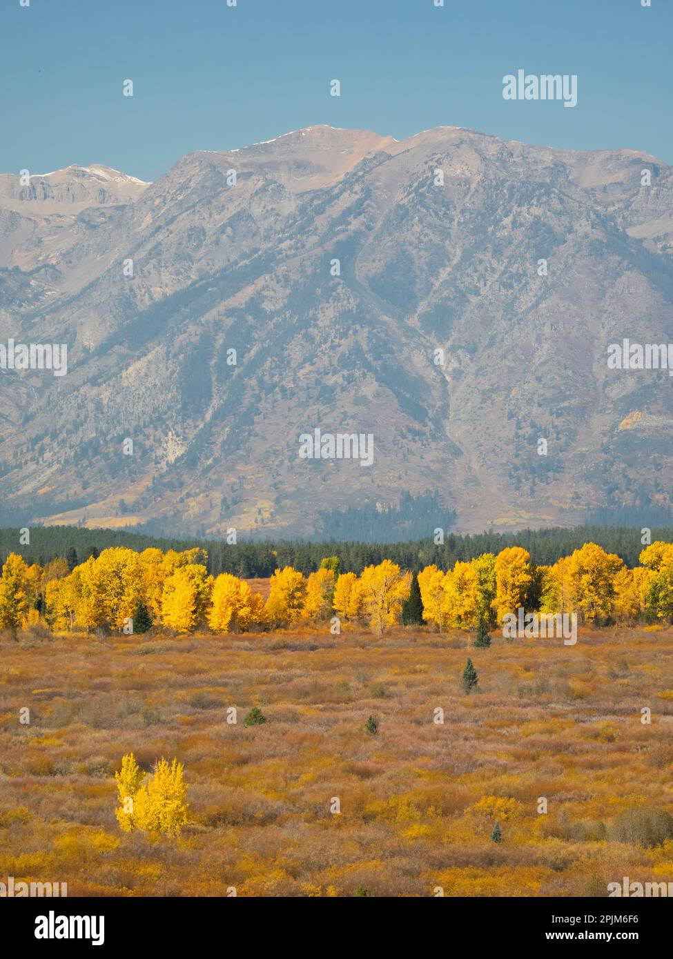 Wyoming, Grand Teton National Park. Willow Flats and golden Aspen trees ...