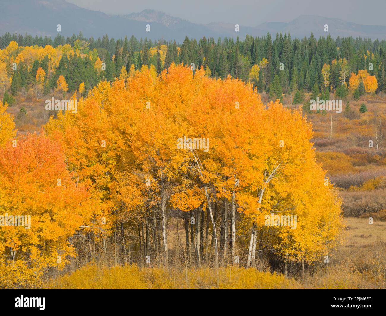 Wyoming, Grand Teton National Park. Golden Aspen trees Stock Photo - Alamy