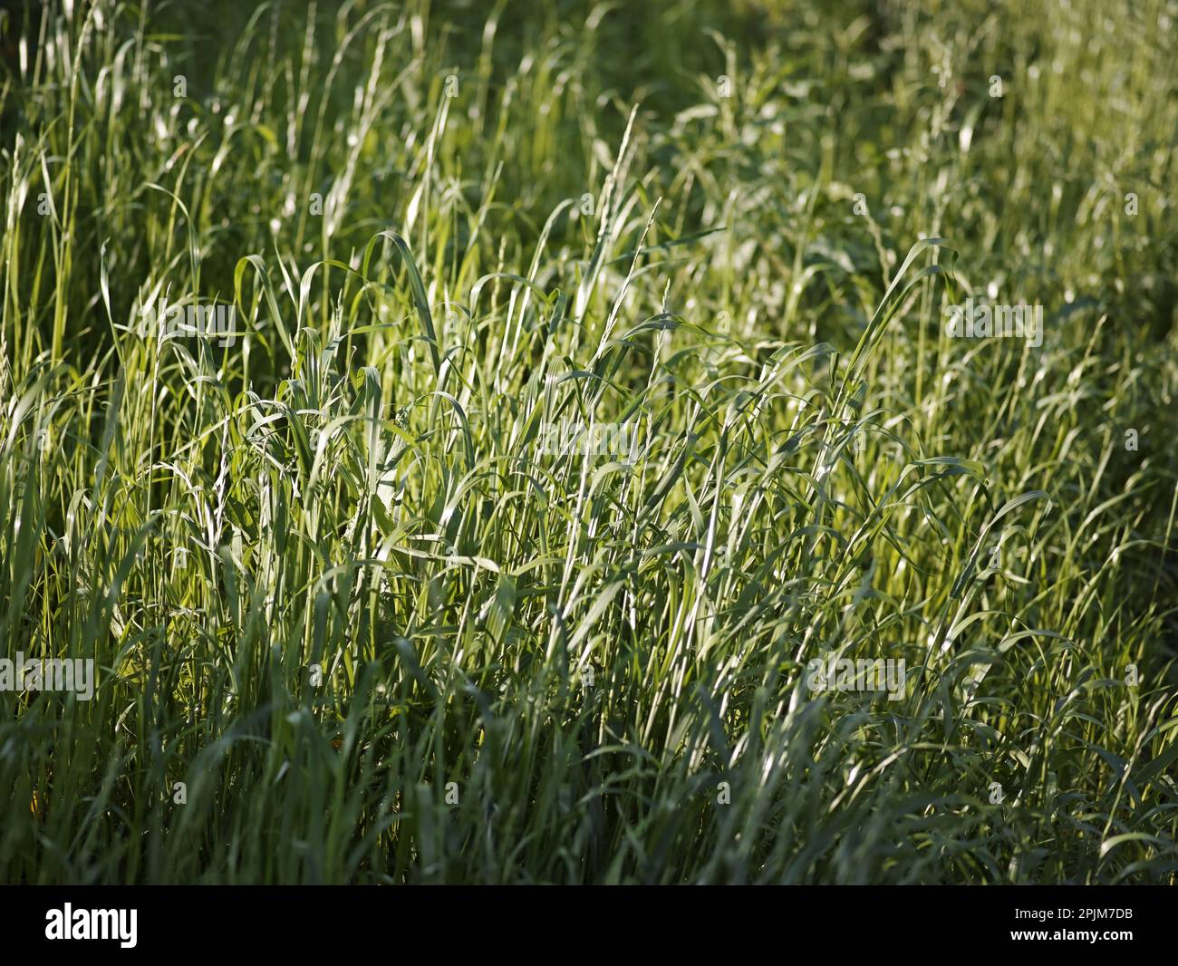 A landscape featuring an open field of tall, golden-hued grass ...