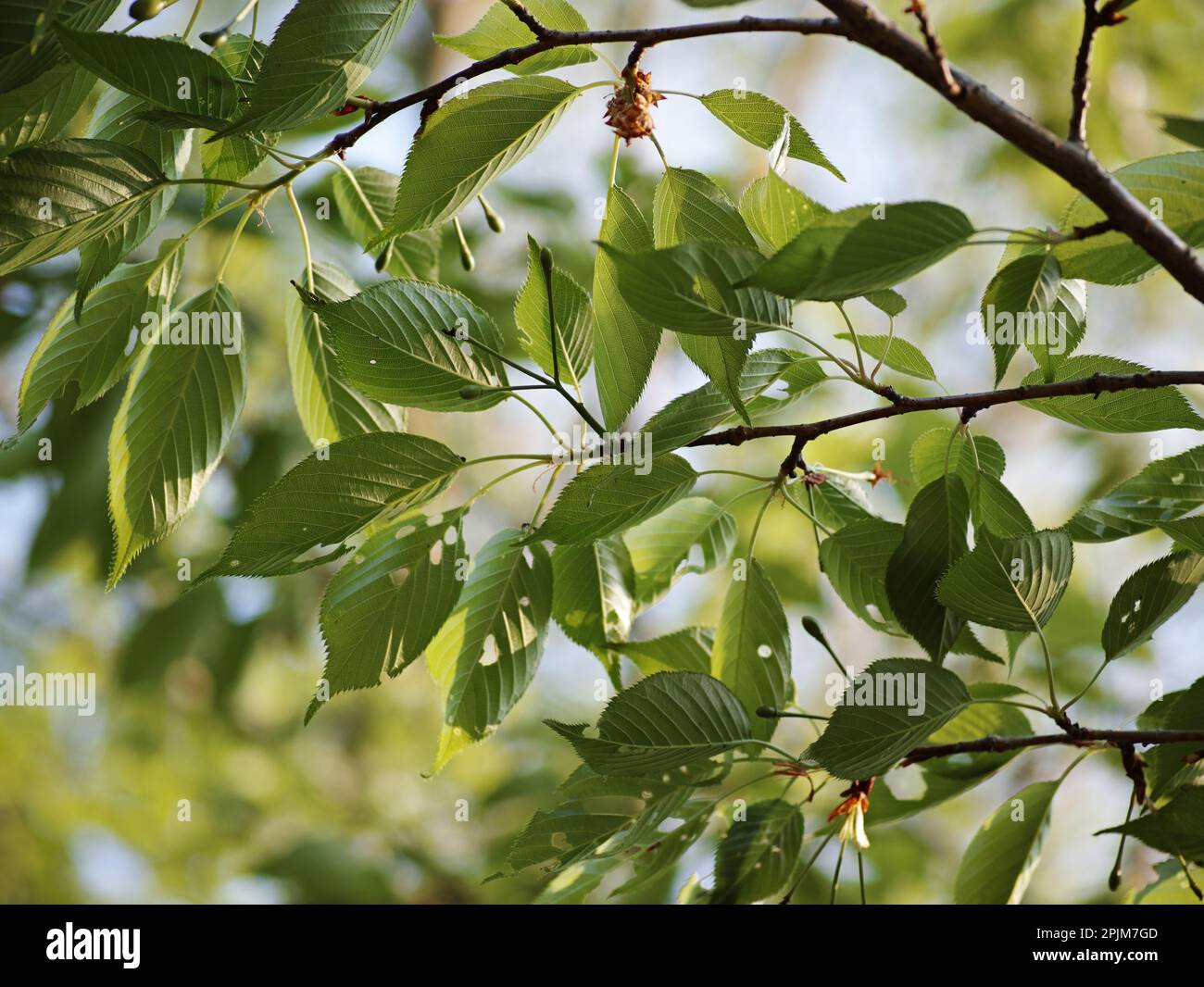 A vibrant green tree illuminated by the warm glow of the sun, with lush ...