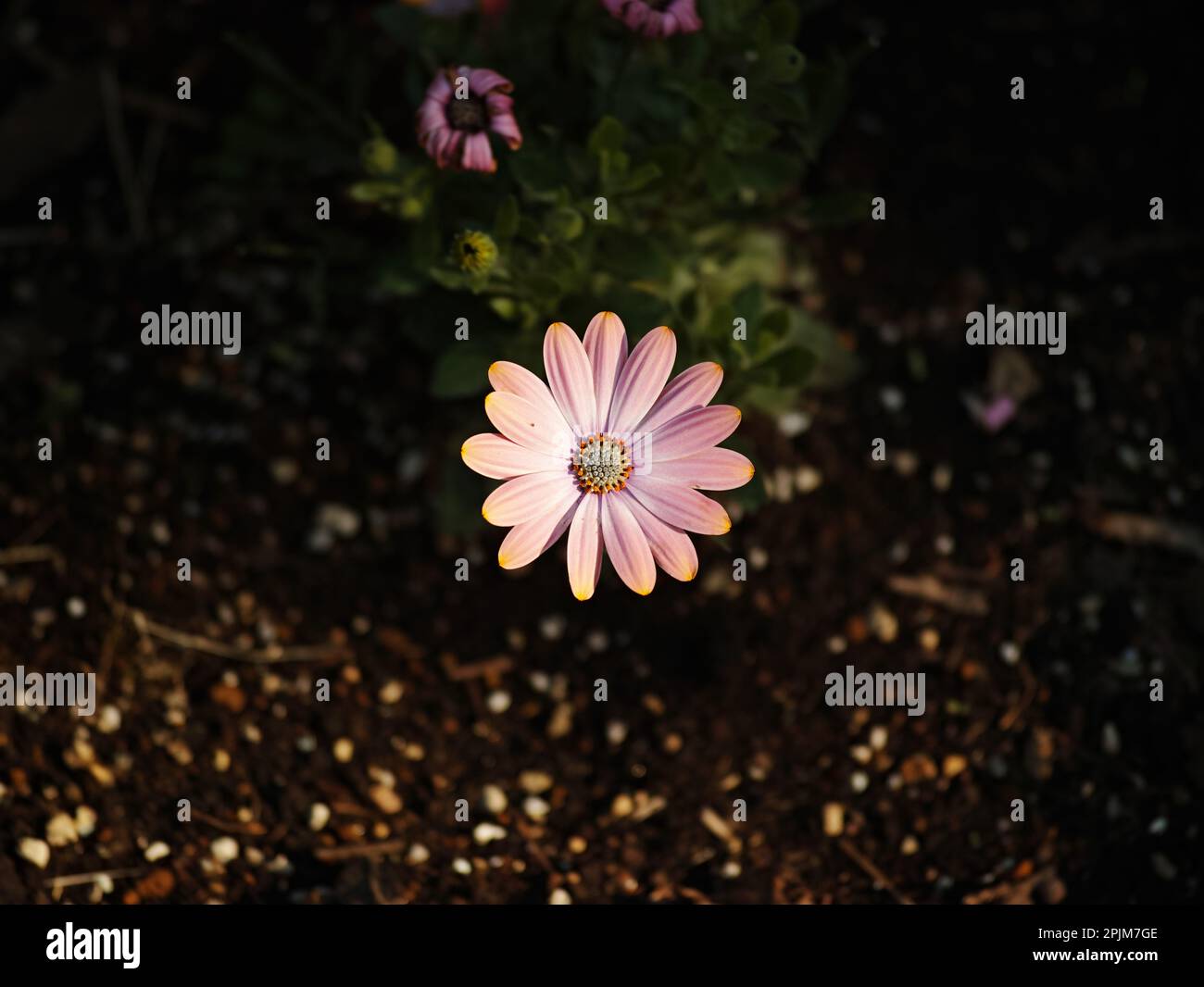 Single Pink Daisy