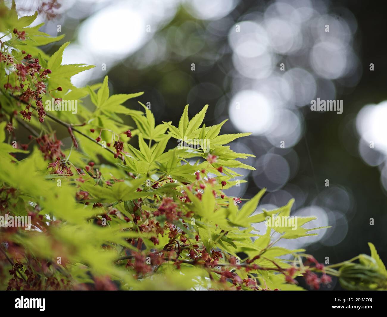 A small shrub with foliage of vibrant green leaves and small clusters ...