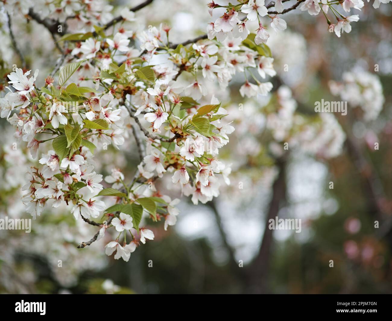 A cluster of white flowers blooms amongst the lush green branches of a ...