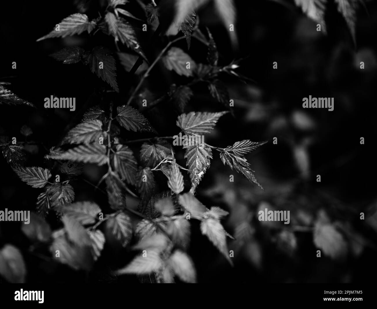 Stark contrast hi-res stock photography and images - Alamy