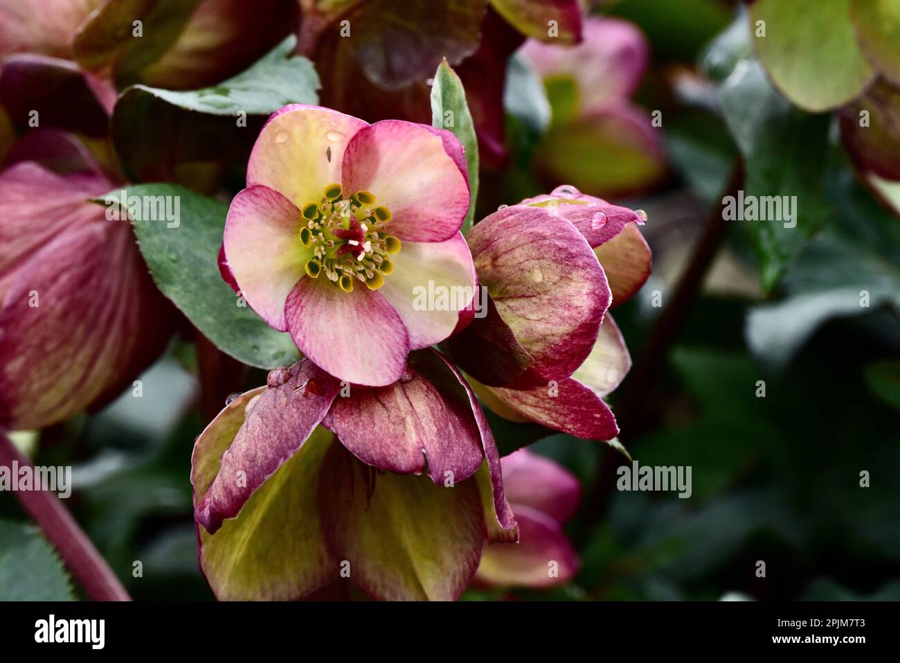 Lenten roses hi-res stock photography and images - Alamy
