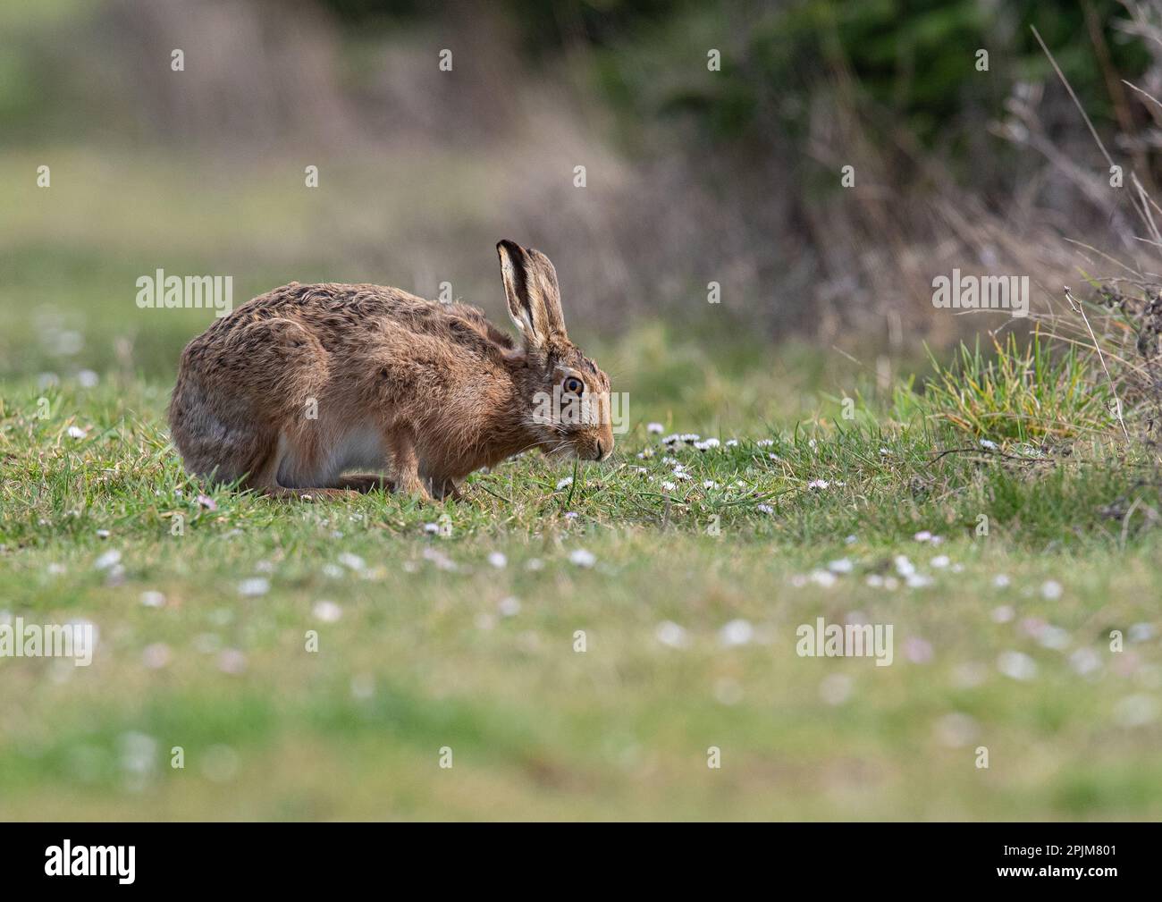 A close up detailed shot of a wild Brown Hare (Lepus europaeus) with ...