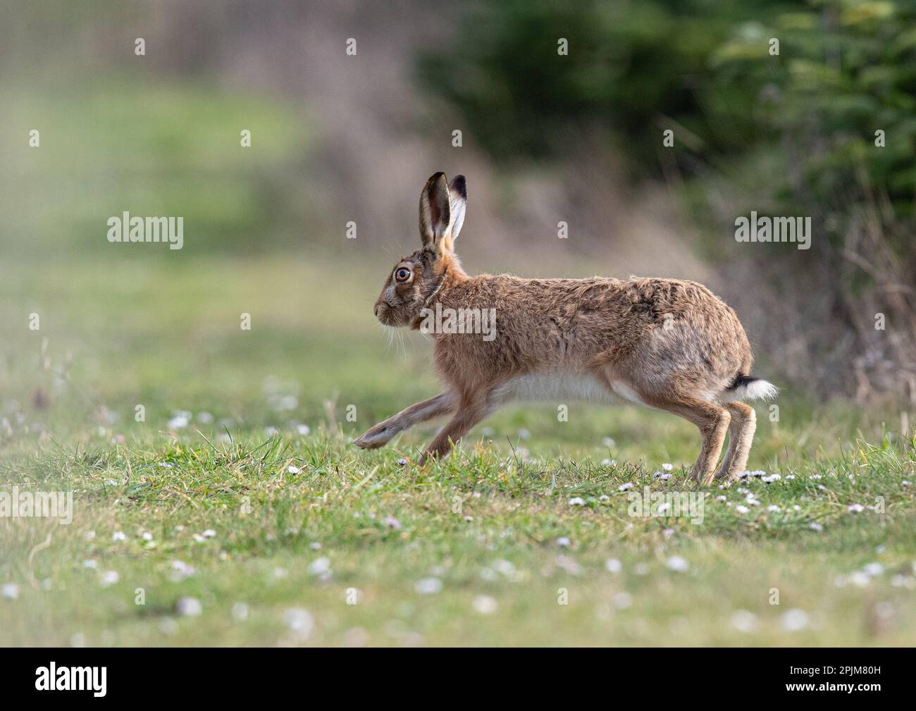 A close up detailed shot of a wild Brown Hare (Lepus europaeus) with ...