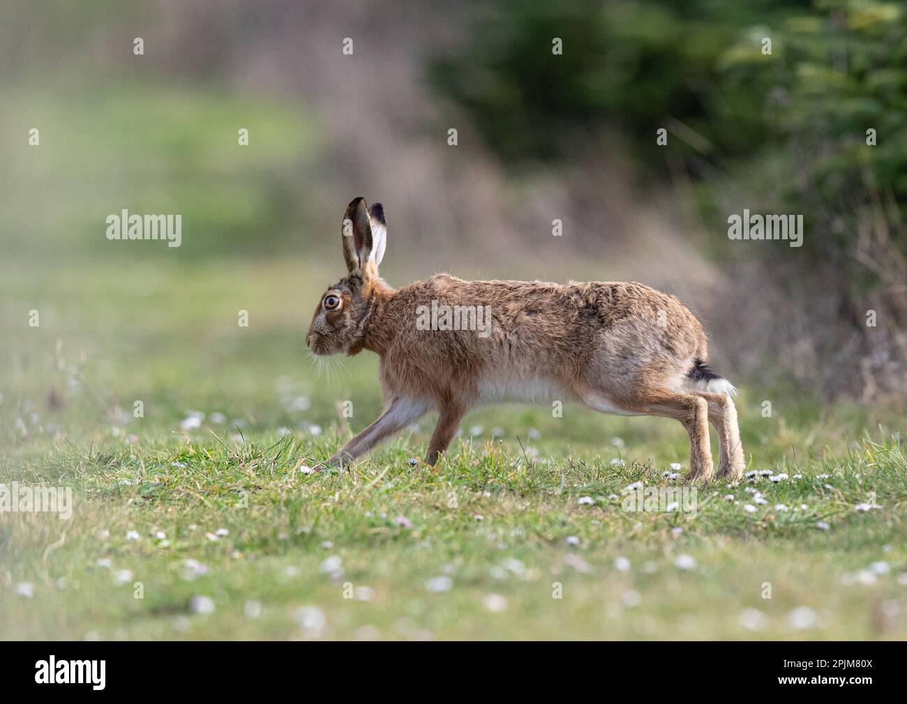 Actiion shot hi-res stock photography and images - Alamy