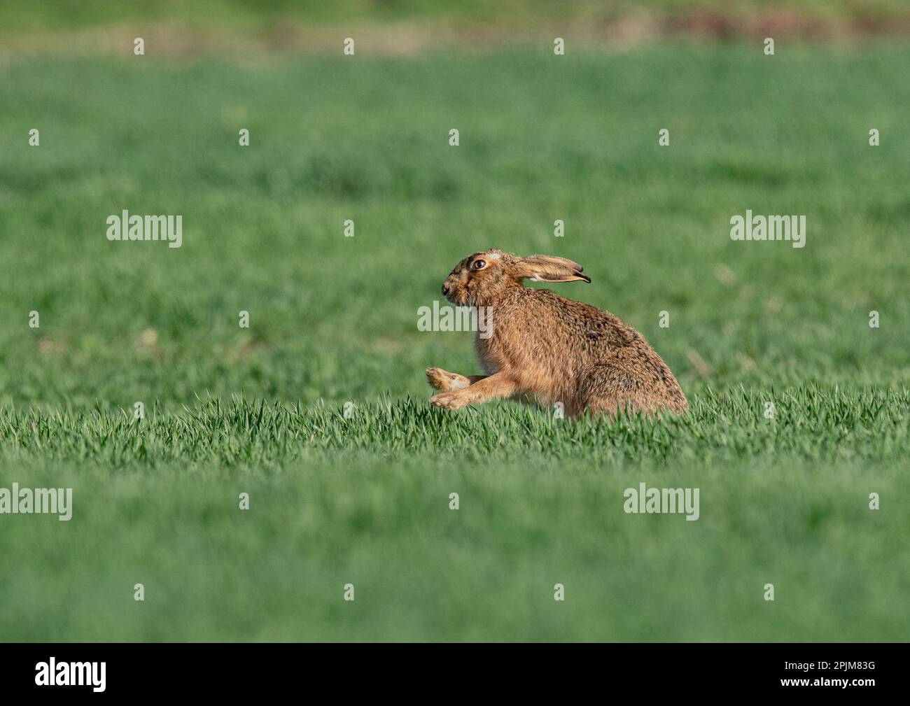 A Brown Hare ( Lepus europaeus) flicking the dew off his paws while ...