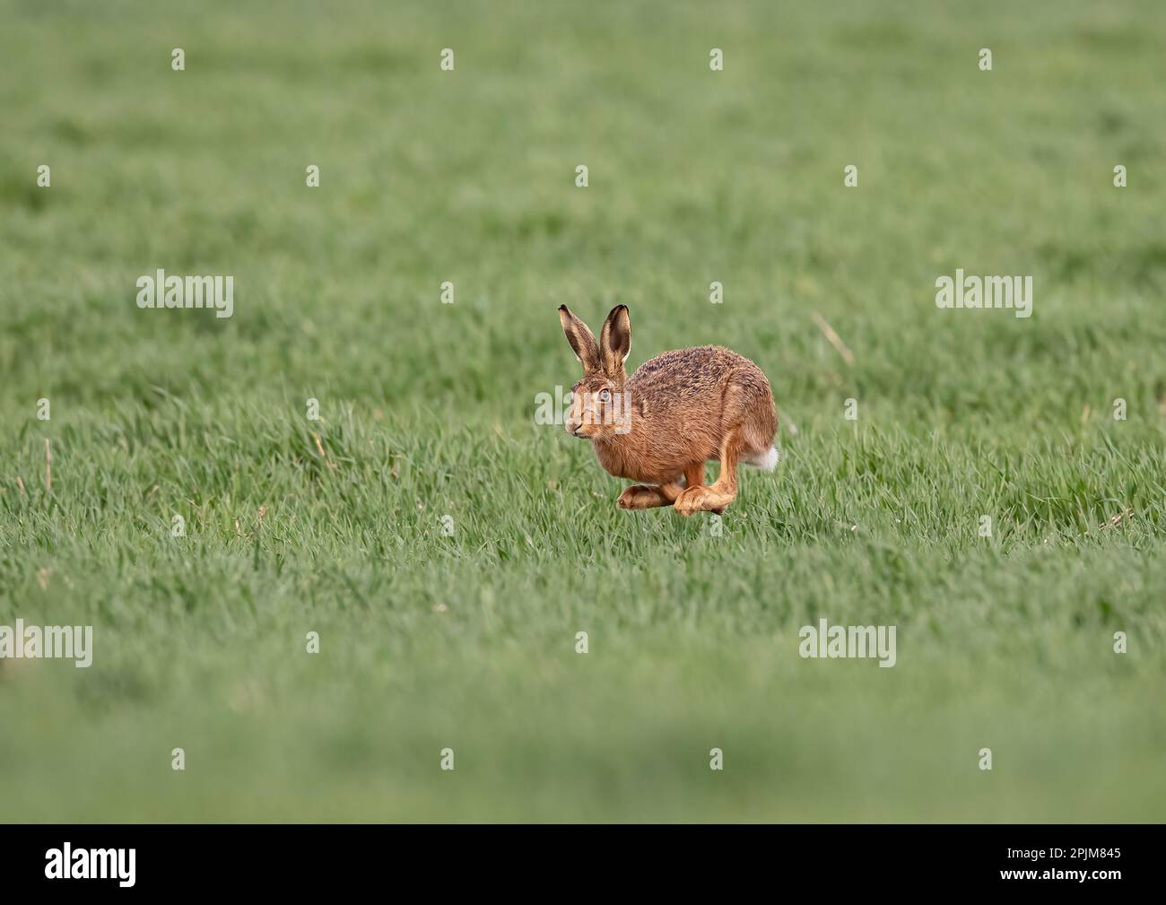 A Brown Hare ( Lepus europaeus) leaping , all legs in the air , showing ...