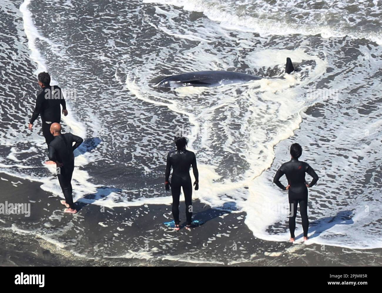 An aerial photo shows dolphin washed up on the beach in Ichinomiya Town ...