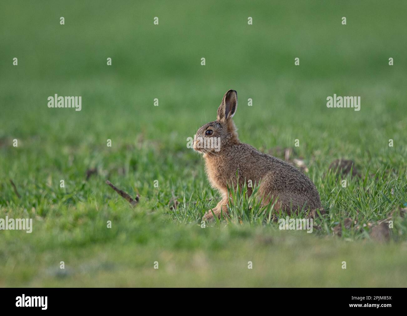 A cute baby Brown Hare leveret (Lepus europaeus), sitting on the edge ...