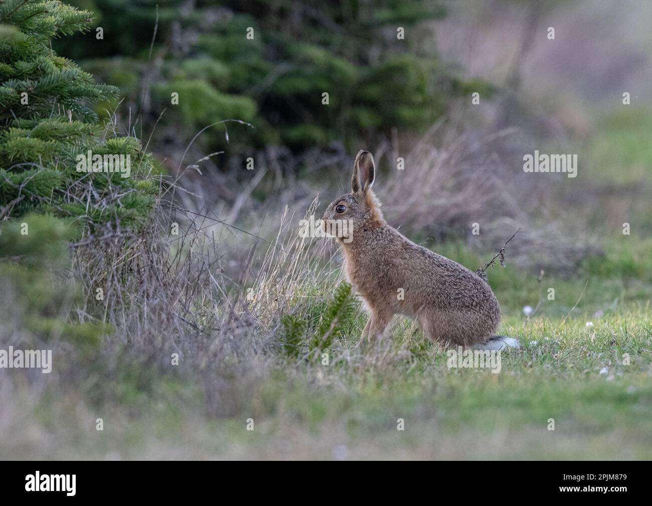 A cute baby Brown Hare leveret (Lepus europaeus), sitting on the edge ...