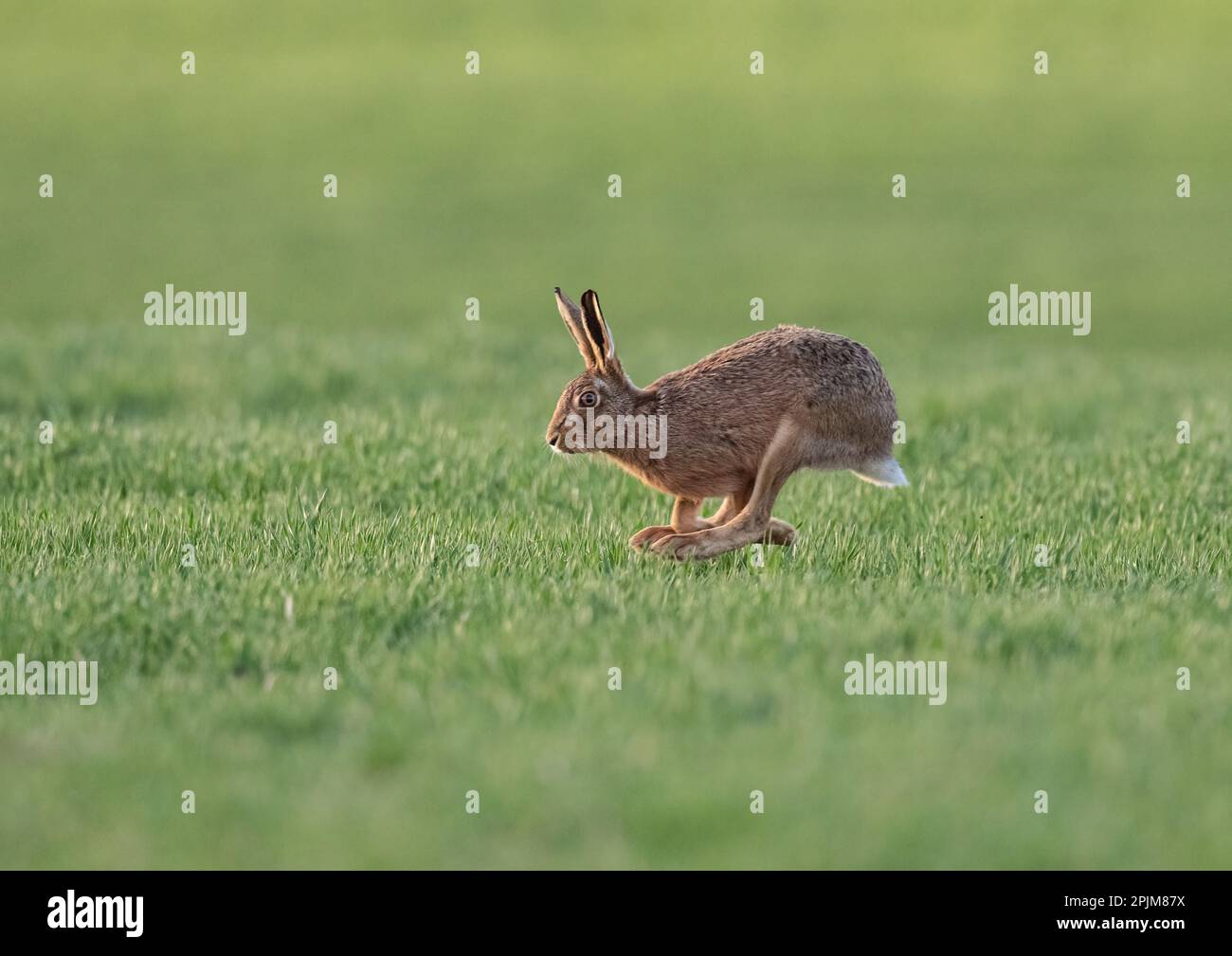 A close up detailed shot of a wild Brown Hare( Lepus europaeus) with ...