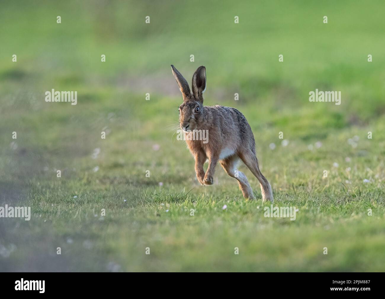A close up detailed shot of a wild Brown Hare( Lepus europaeus) with ...